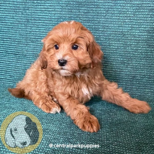 Male F1b Cavapoo Puppy for Sale | ID 9102-DBE