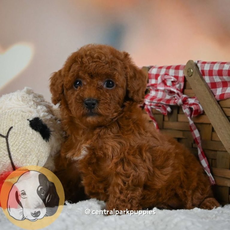 Female Toy Poodle Puppy for Sale | ID 9701-AH
