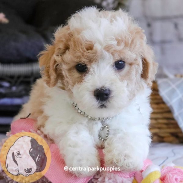 Female Poochon Puppy for Sale | ID 0950-LLB
