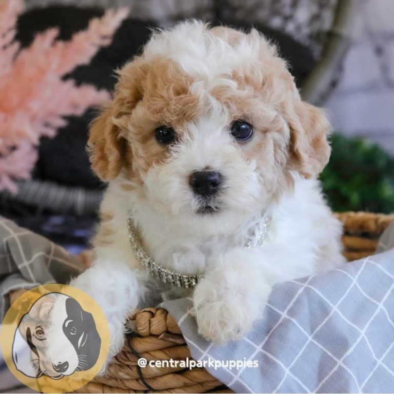 Female Poochon Puppy for Sale | ID 0950-LLB