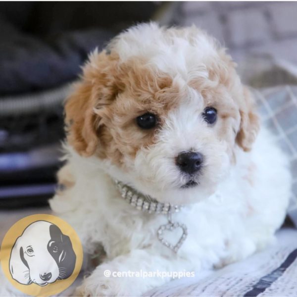 Female Poochon Puppy for Sale | ID 0950-LLB