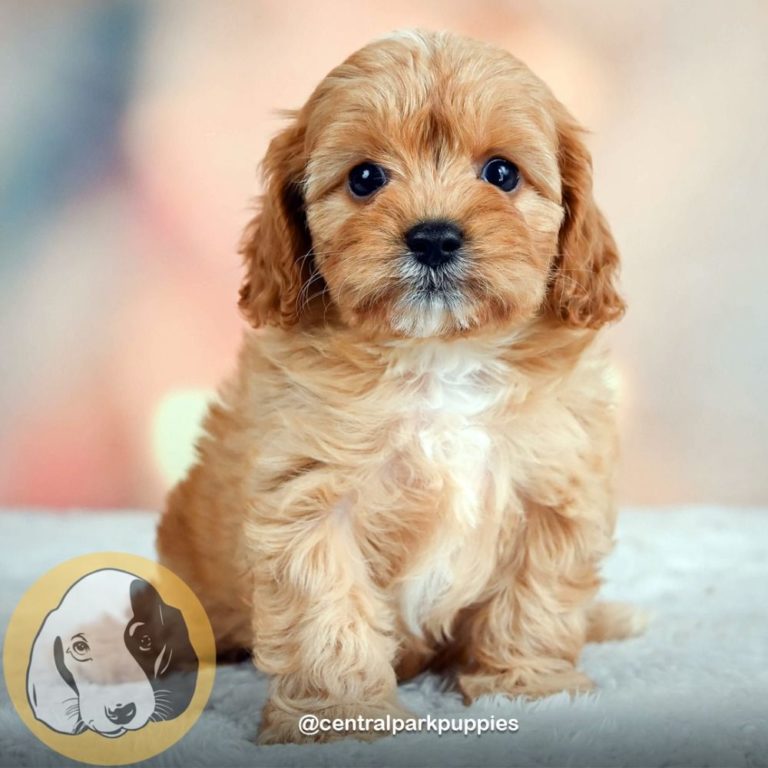 Female F1 Cavapoo Puppy for Sale | ID 2544-BW
