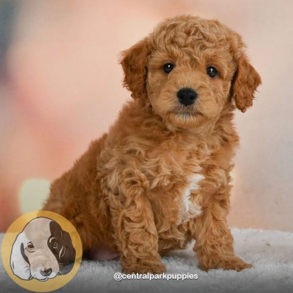 Male F1b Cavapoo Puppy for Sale | ID 0973-BW