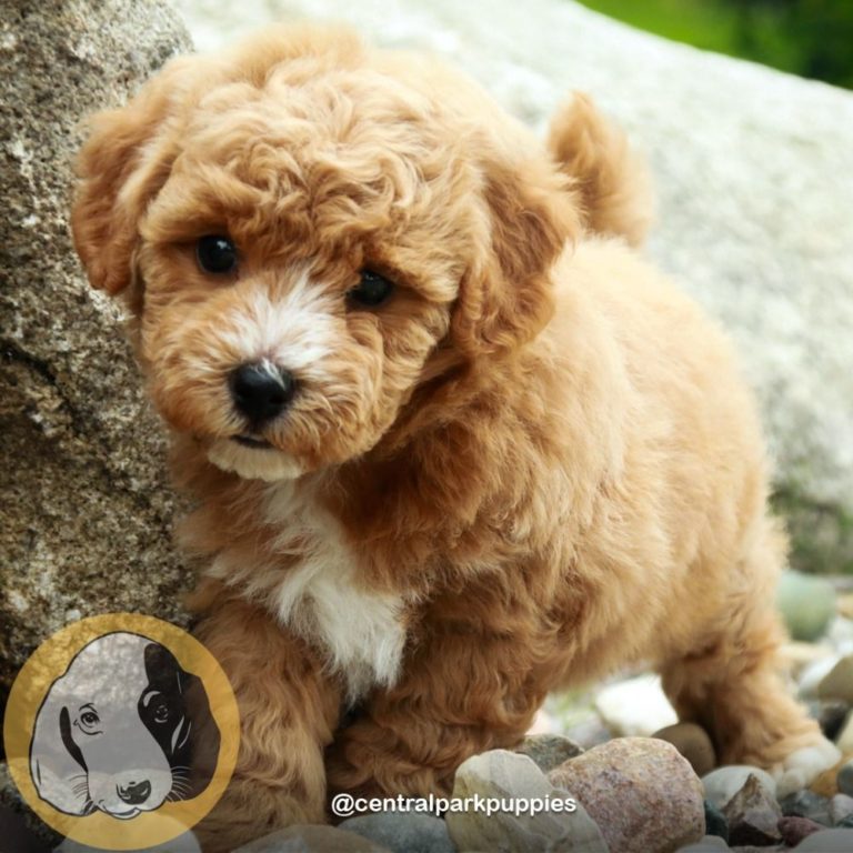 Male Poochon Puppy for Sale | ID 0951-LLB