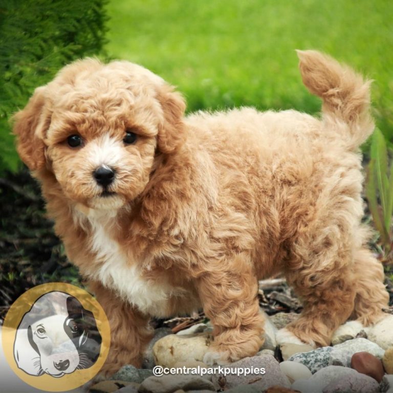 Male Poochon Puppy for Sale | ID 0951-LLB