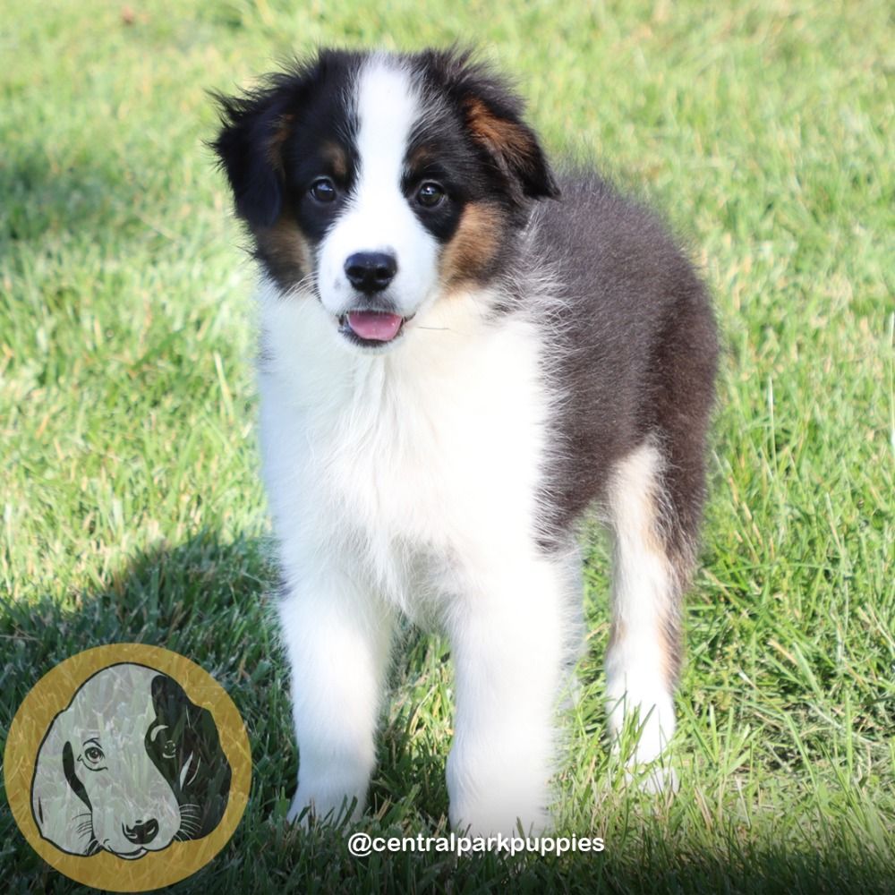 Miniature Australian Shepherds for Sale | Central Park Puppies Miniature Australian Shepherds for Sale | Central Park Puppies