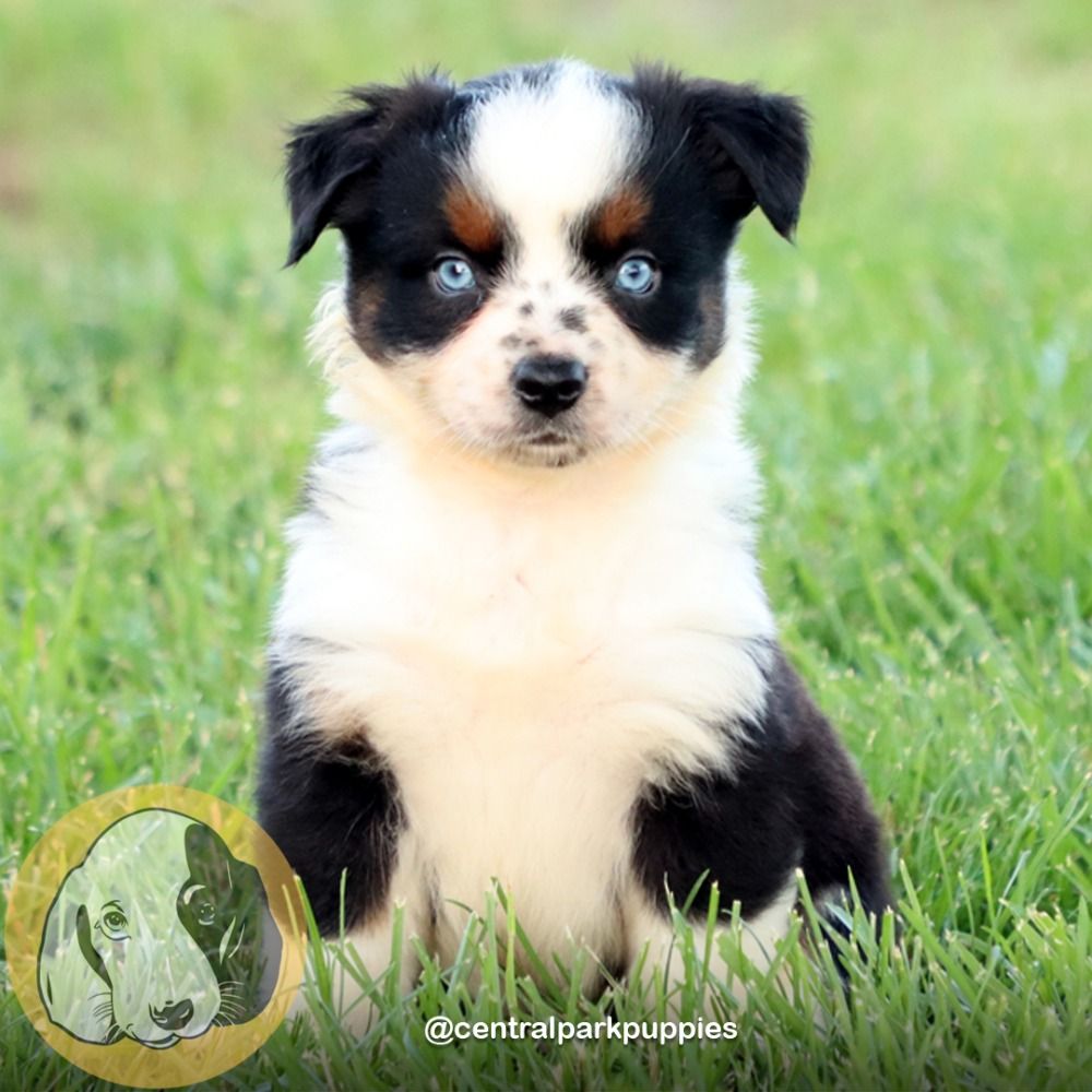 Miniature Australian Shepherds for Sale | Central Park Puppies