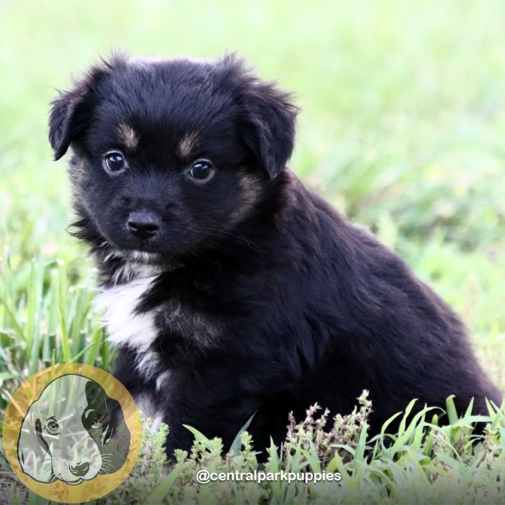 Miniature Australian Shepherds for Sale | Central Park Puppies Miniature Australian Shepherds for Sale | Central Park Puppies