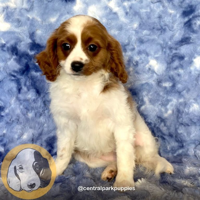 Female F2 Cavapoo Puppy for Sale | ID 9119-DBE