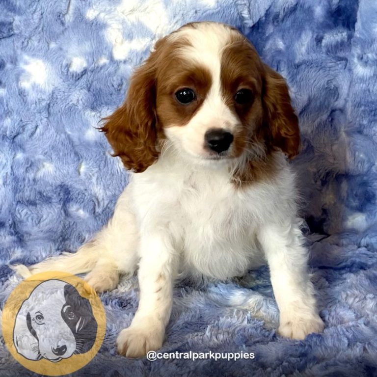 Female F2 Cavapoo Puppy for Sale | ID 9119-DBE