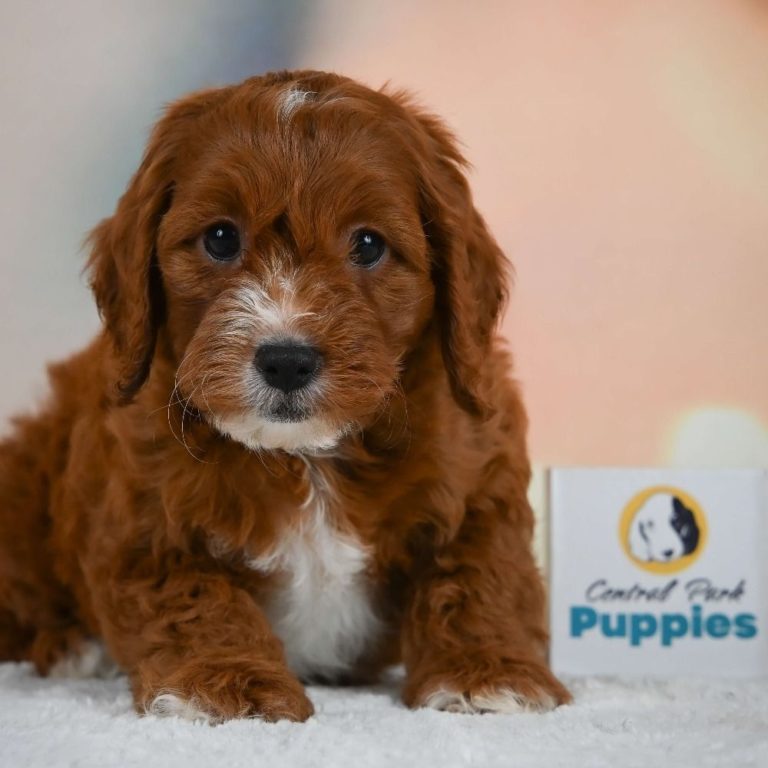 Available Puppies – Puppies for Sale Near Me | Central Park Puppies