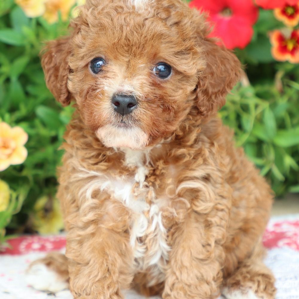 Available Puppies – Puppies for Sale Near Me | Central Park Puppies