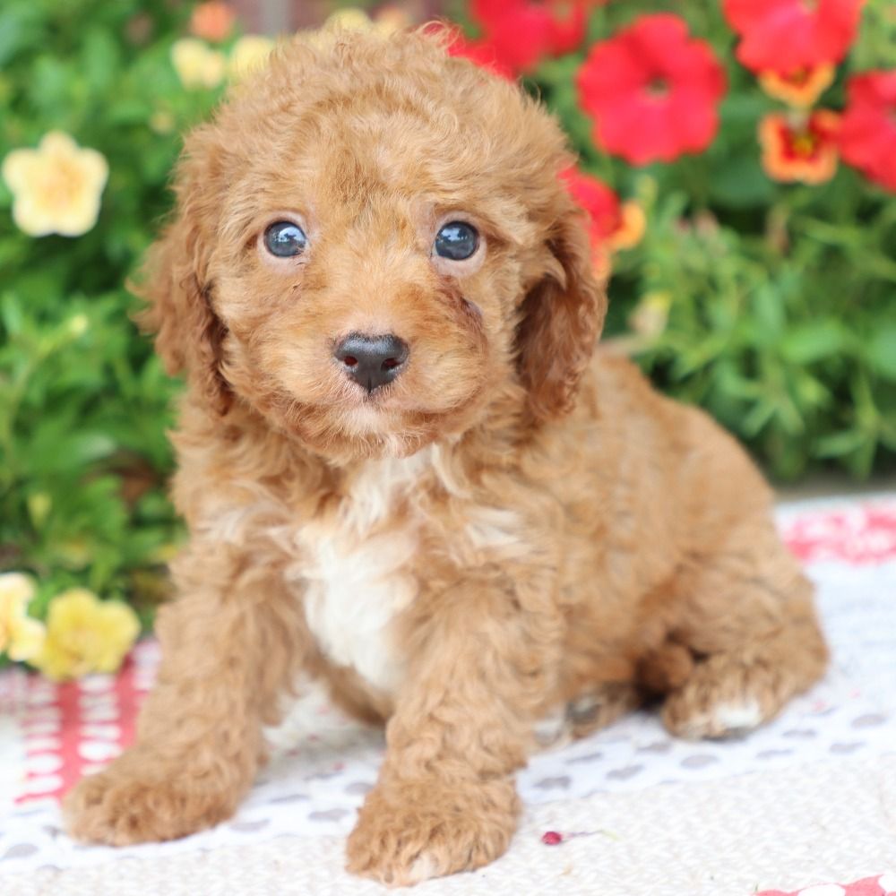 Available Puppies – Puppies for Sale Near Me | Central Park Puppies