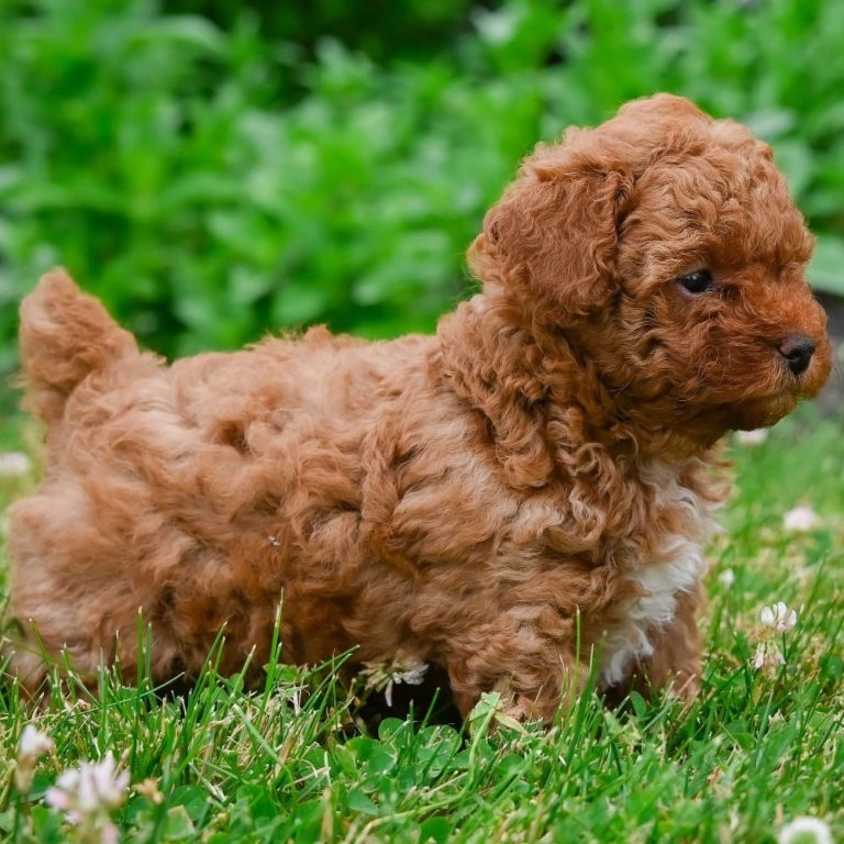 Female Toy Poodle Puppy for Sale | ID 1008-AH