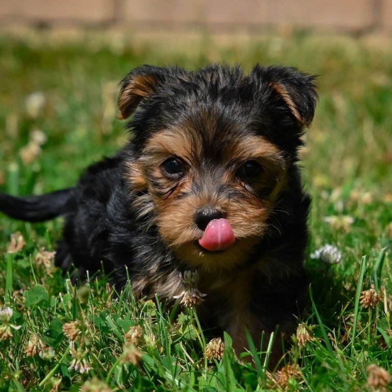 Female Yorkiepoo Puppy for Sale | ID 0412-RY