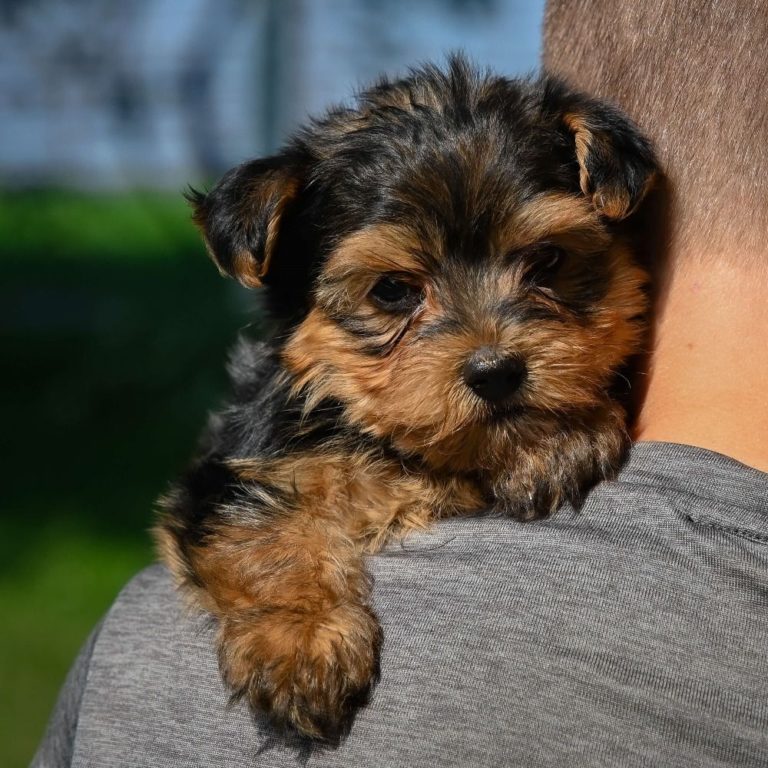 Female Yorkiepoo Puppy for Sale | ID 0412-RY