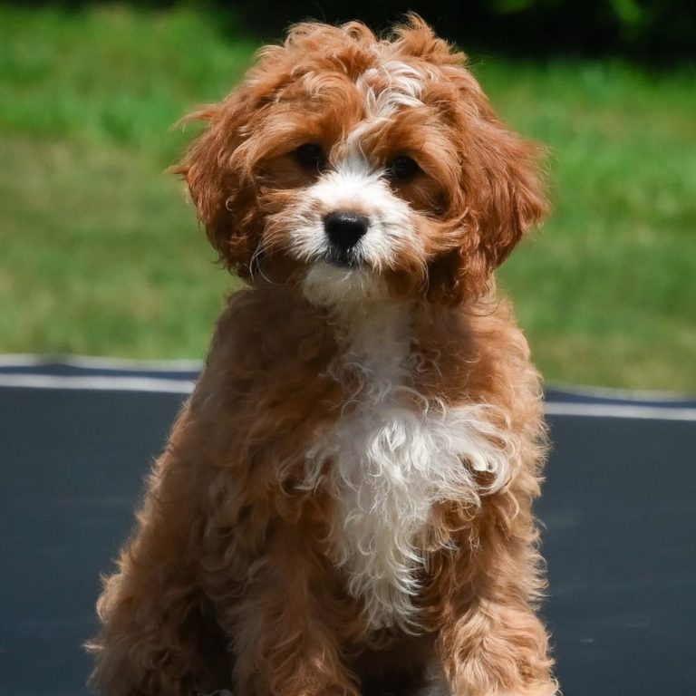 Available Puppies – Puppies for Sale Near Me | Central Park Puppies