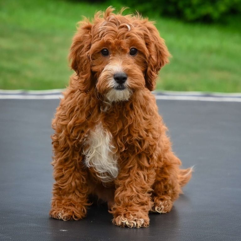 Available Puppies – Puppies for Sale Near Me | Central Park Puppies