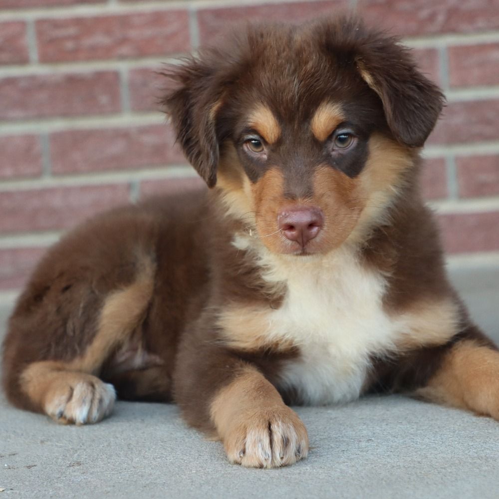 Miniature Australian Shepherds for Sale | Central Park Puppies Miniature Australian Shepherds for Sale | Central Park Puppies