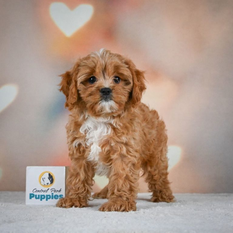 Male F1 Cavapoo Puppy for Sale | ID 2839-AB