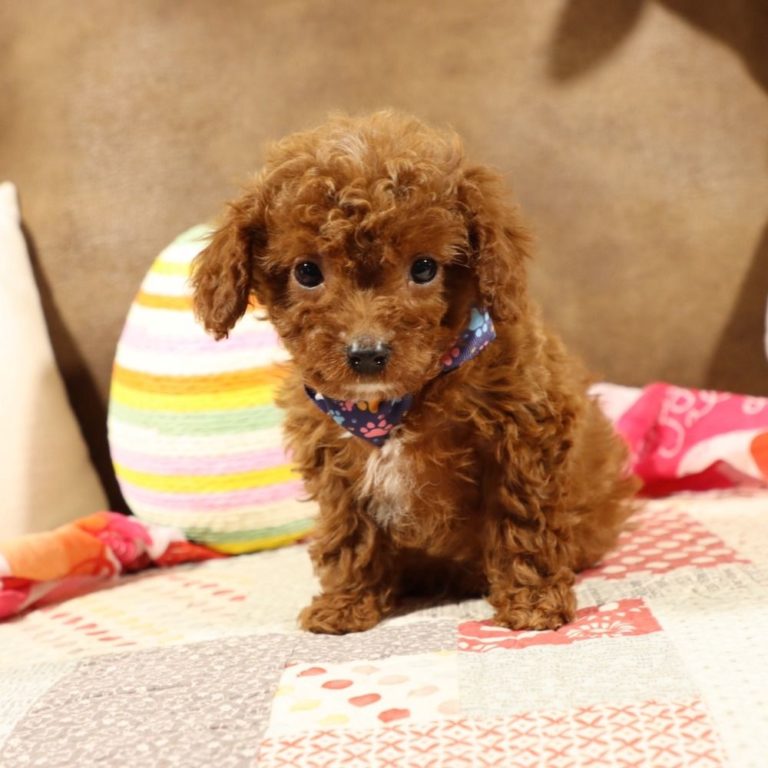 Male F1b Toy Cavapoo Puppy for Sale | ID 4502-LB