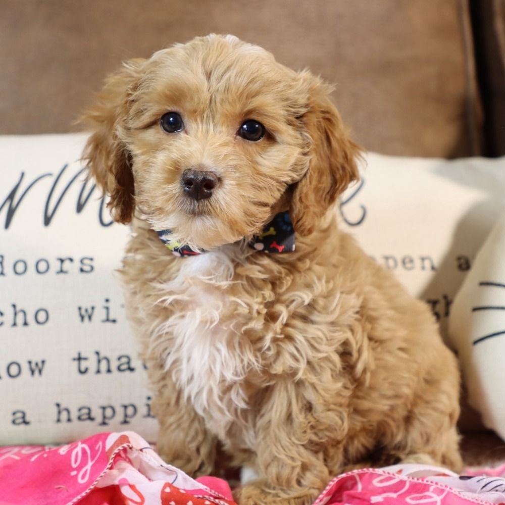 Cockapoo Puppies for Sale Near Me | Central Park Puppies