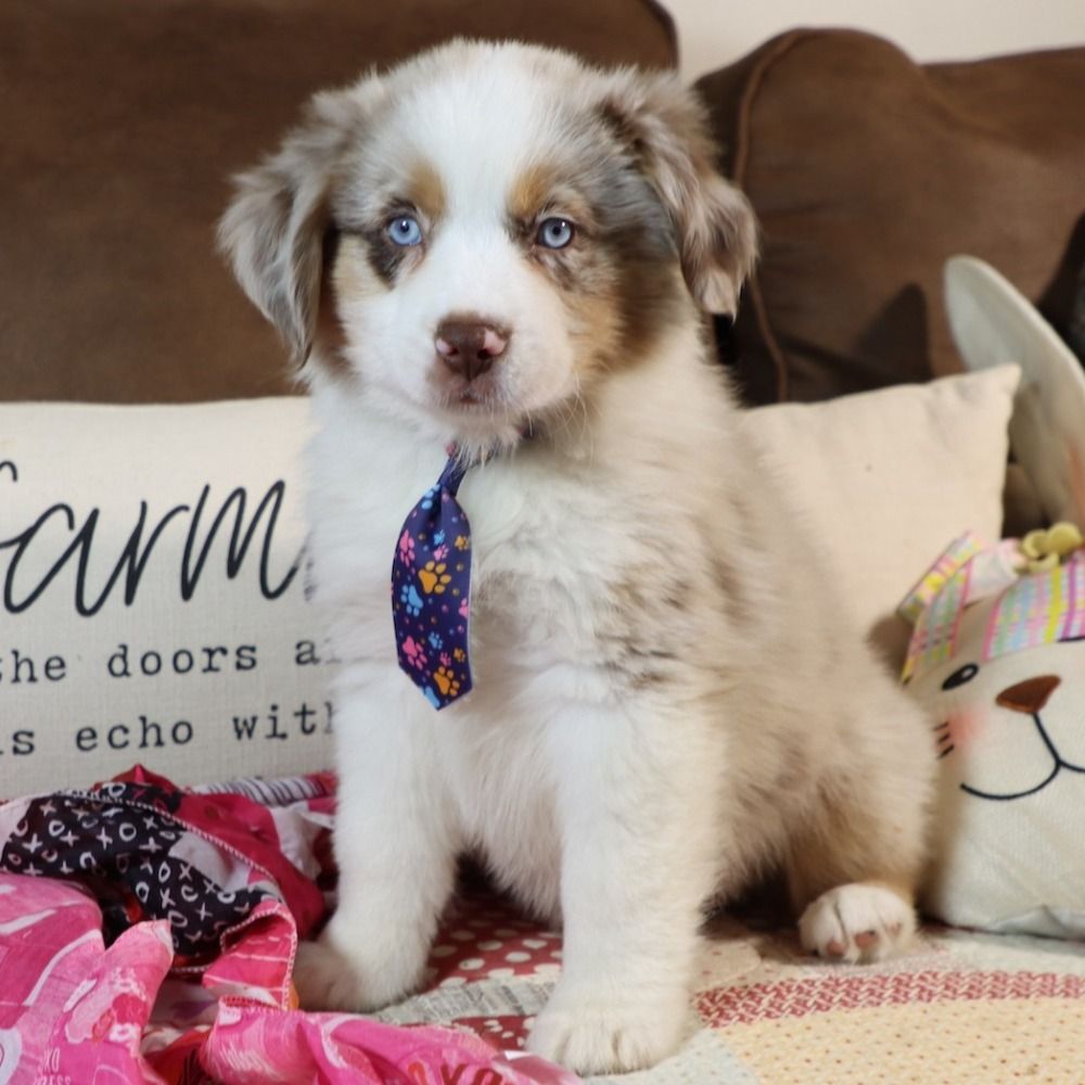 Miniature Australian Shepherds for Sale | Central Park Puppies Miniature Australian Shepherds for Sale | Central Park Puppies