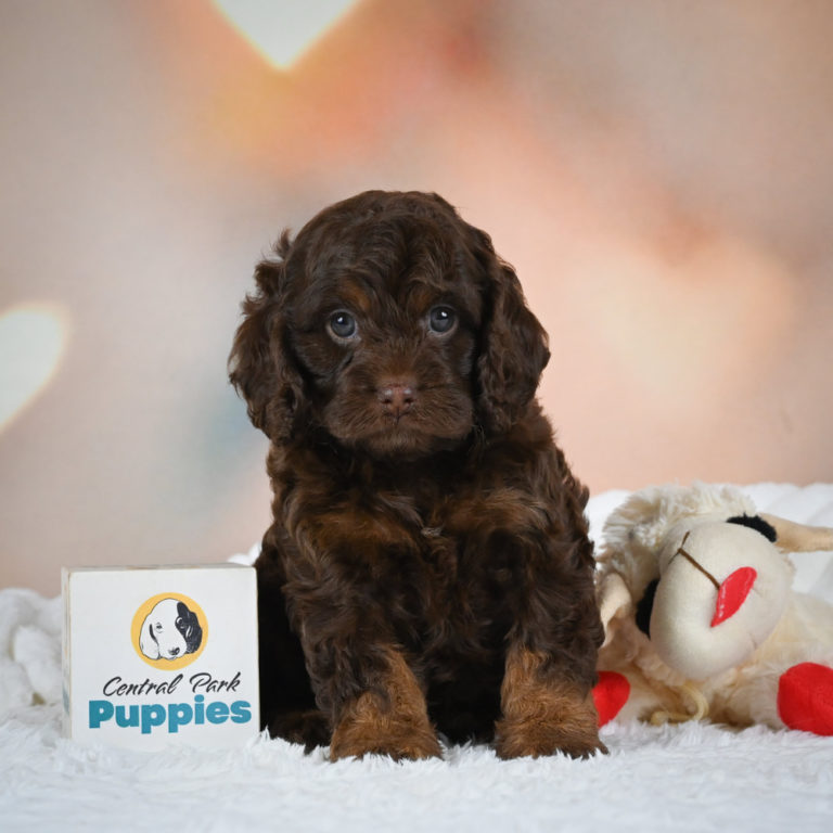 Female F1 Cockapoo Puppy for Sale | ID 9379-AR