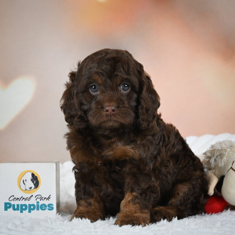 Female F1 Cockapoo Puppy for Sale | ID 9379-AR