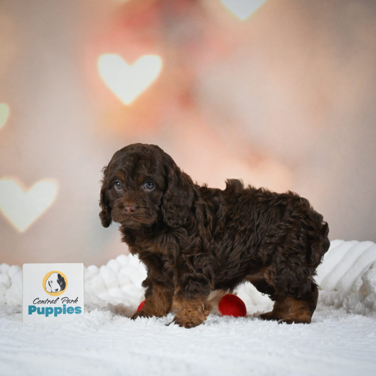Female F1 Cockapoo Puppy for Sale | ID 9379-AR