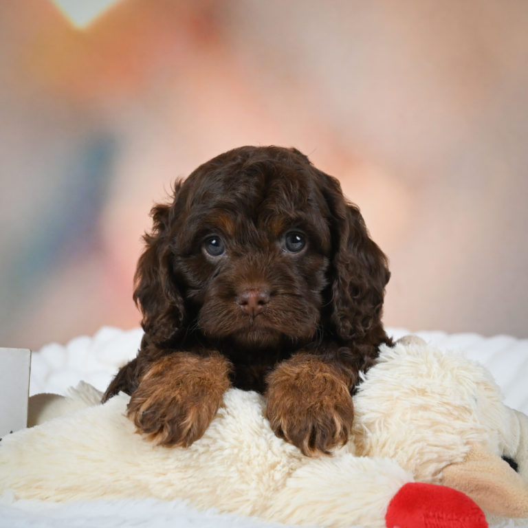 Female F1 Cockapoo Puppy for Sale | ID 9379-AR