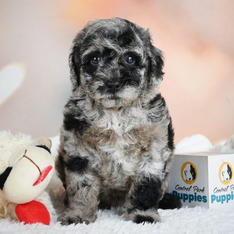 Female F1b Cockapoo Puppy for Sale | ID 9422-AR