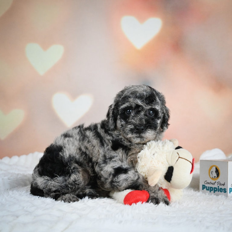 Female F1b Cockapoo Puppy for Sale | ID 9422-AR