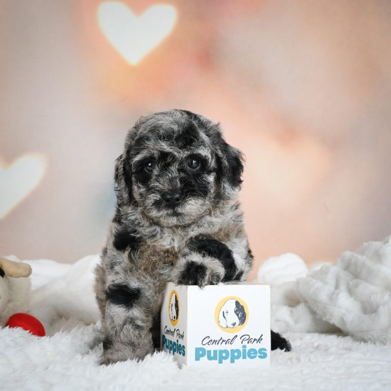 Female F1b Cockapoo Puppy for Sale | ID 9422-AR
