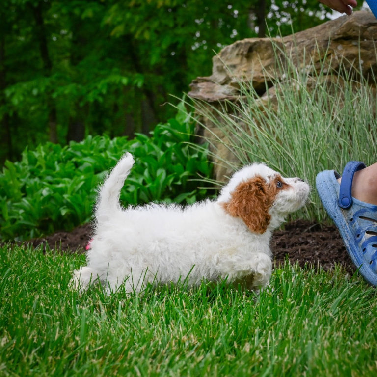 Male F1 Cavapoo Puppy for Sale | ID 2818-LY