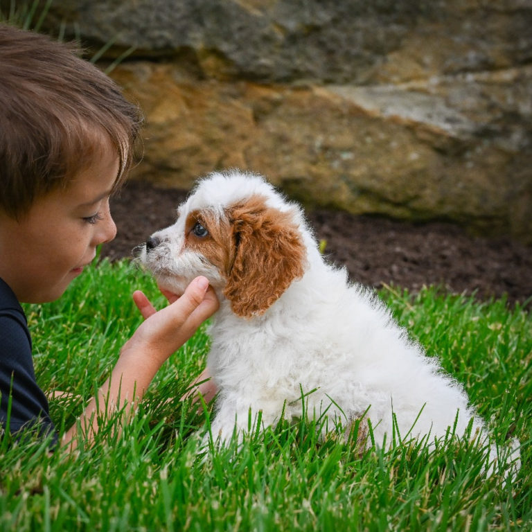 Male F1 Cavapoo Puppy for Sale | ID 2818-LY