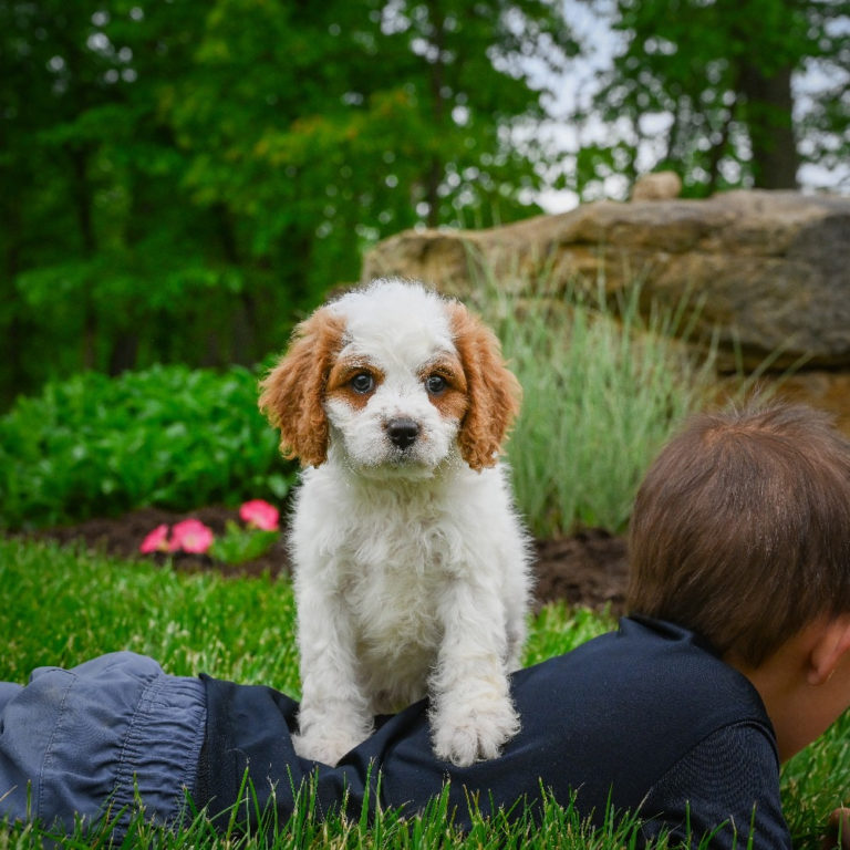 Male F1 Cavapoo Puppy for Sale | ID 2818-LY