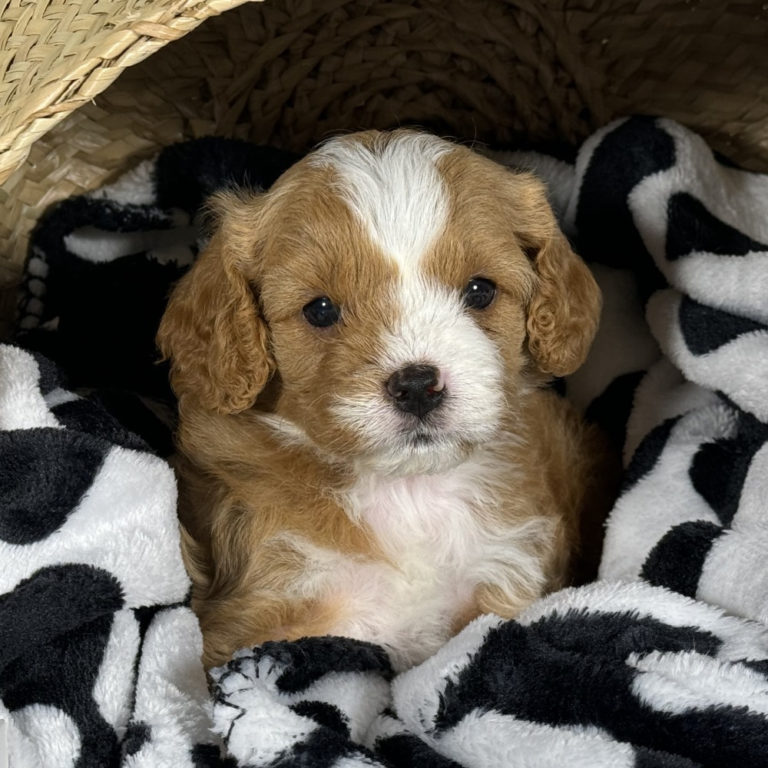 Male F1 Cavapoo Puppy for Sale | ID 2321-JB