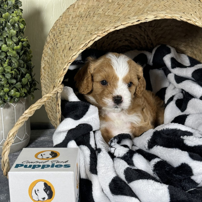 Male F1 Cavapoo Puppy for Sale | ID 2321-JB