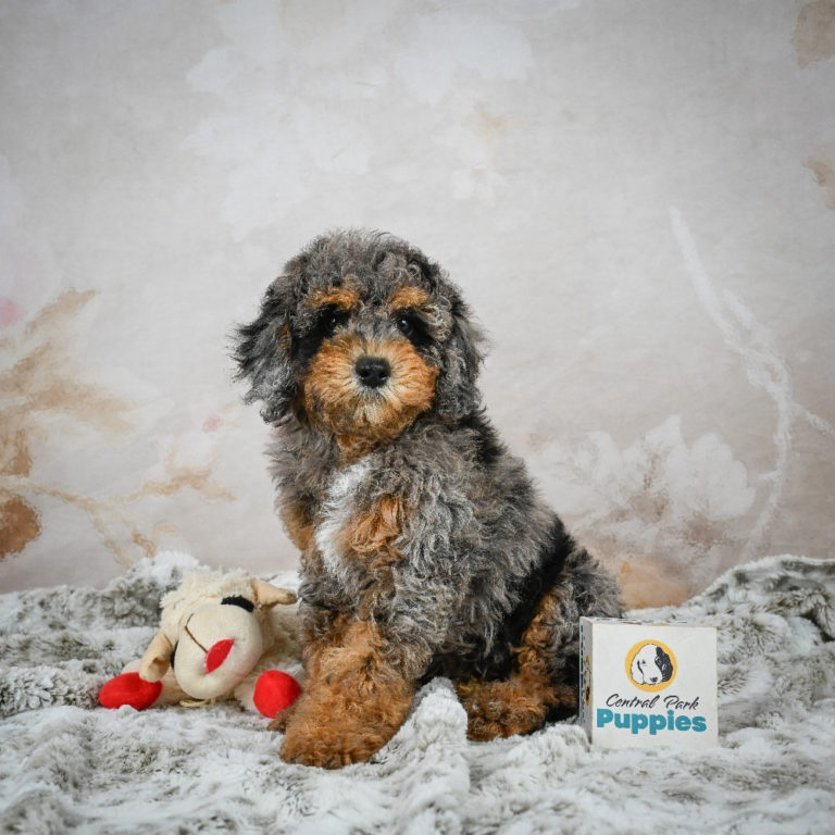Male F1b Cockapoo Puppy for Sale | ID 9417-AR
