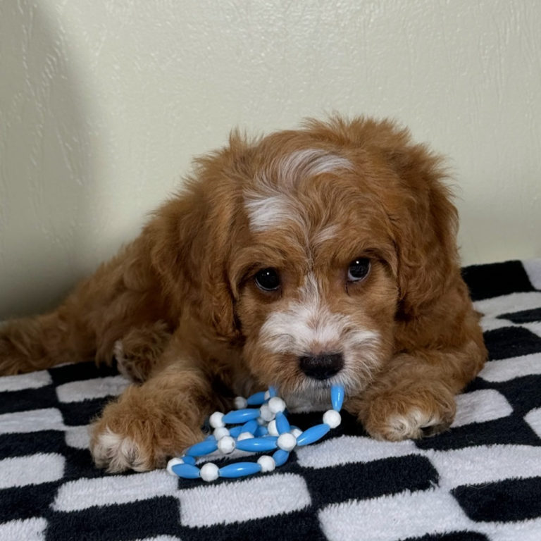 Male F1 Cavapoo Puppy for Sale | ID 2323-JB
