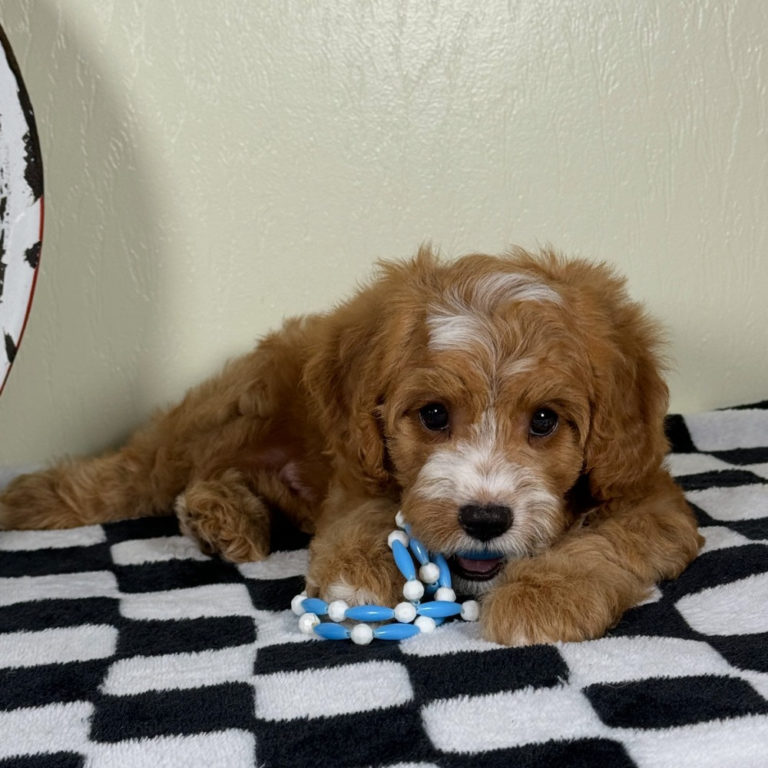 Male F1 Cavapoo Puppy for Sale | ID 2323-JB