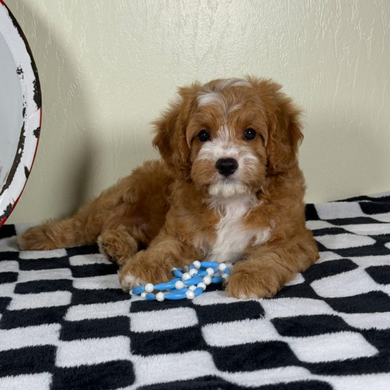 Male F1 Cavapoo Puppy for Sale | ID 2323-JB