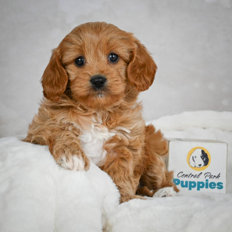 Female F1 Cavapoo Puppy for Sale | ID 1383-AR