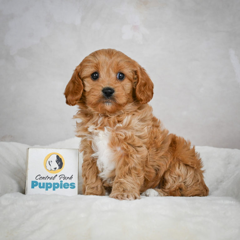 Female F1 Cavapoo Puppy for Sale | ID 1383-AR