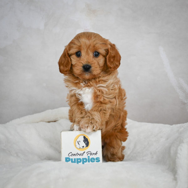 Female F1 Cavapoo Puppy for Sale | ID 1383-AR