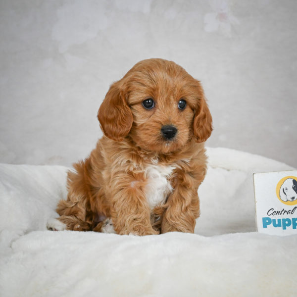 Female F1 Cavapoo Puppy for Sale | ID 1383-AR