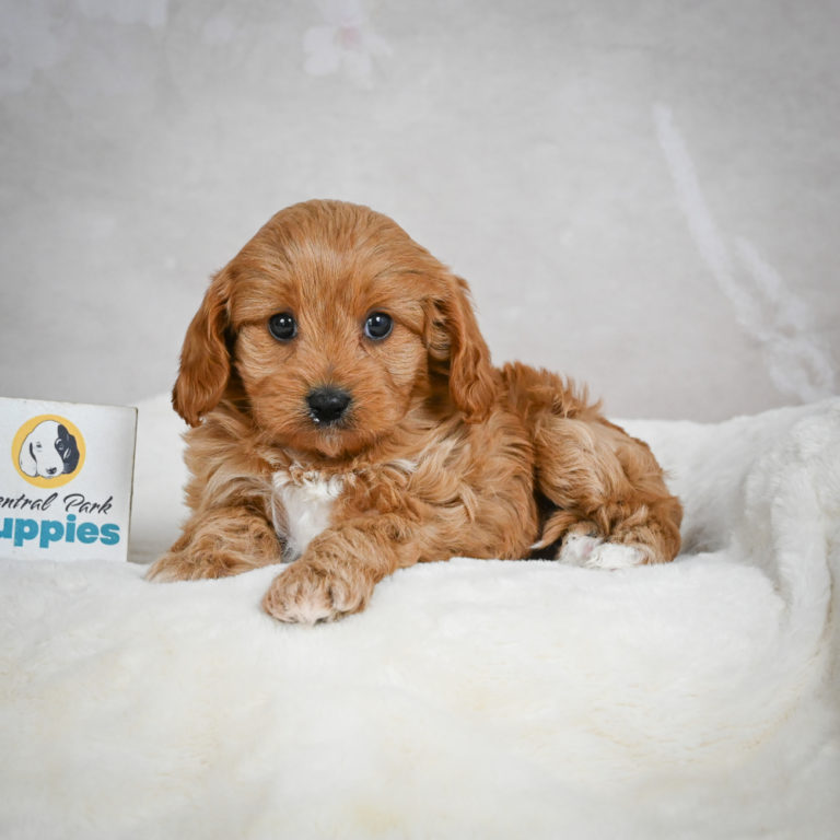 Female F1 Cavapoo Puppy for Sale | ID 1383-AR