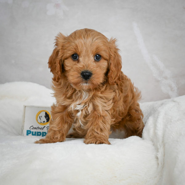 Male F1 Cavapoo Puppy for Sale | ID 1415-AR
