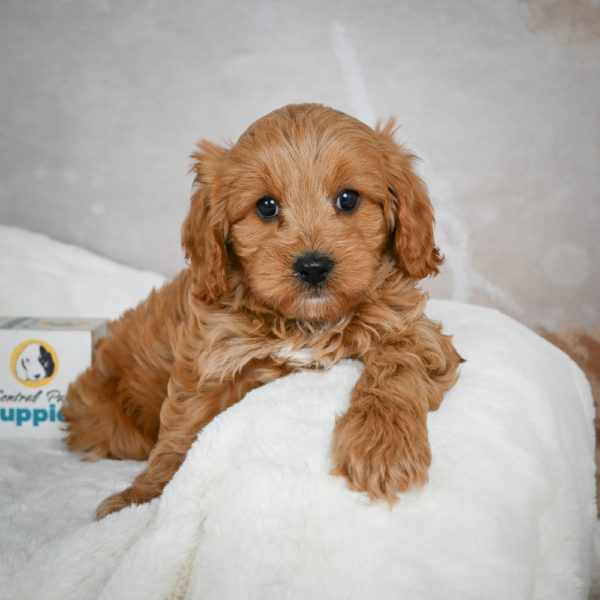 Male F1 Cavapoo Puppy for Sale | ID 1415-AR